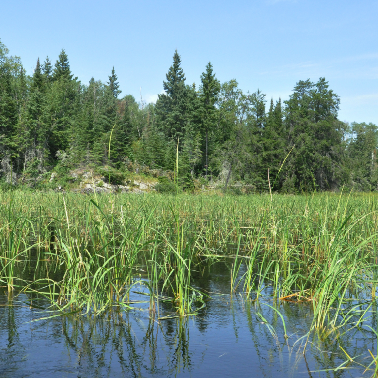 Wild Rice Salad That Will Leave You Wanting More - Natural Kitchen ...